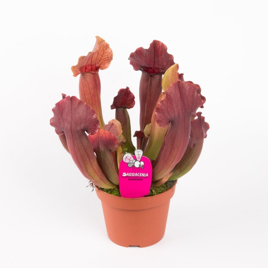 Sarracenia Maroon – Carni Flora