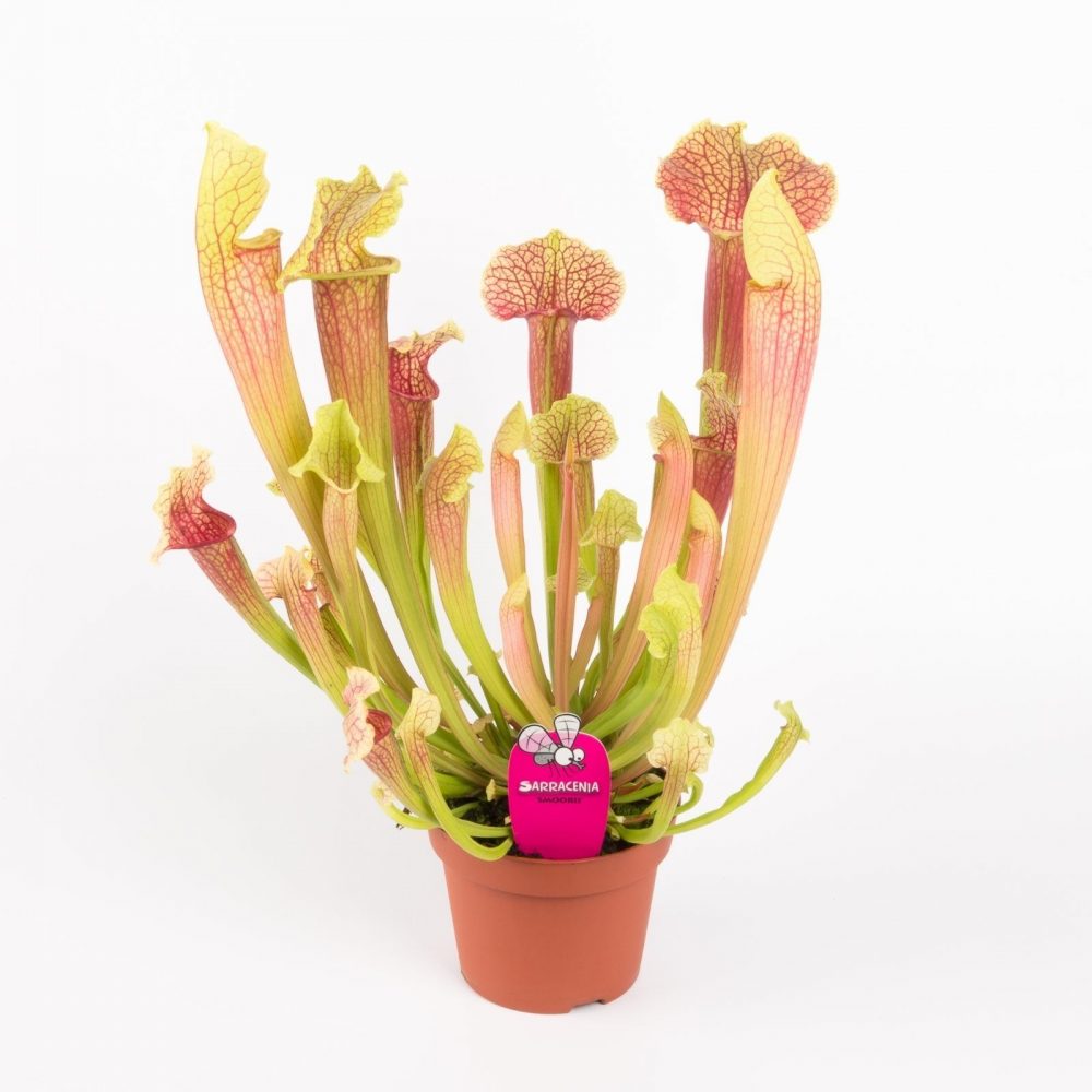 Sarracenia ‘Smoorii’ – Carni Flora