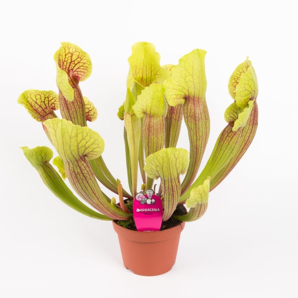 Sarracenia ‘Vogel’ – Carni Flora