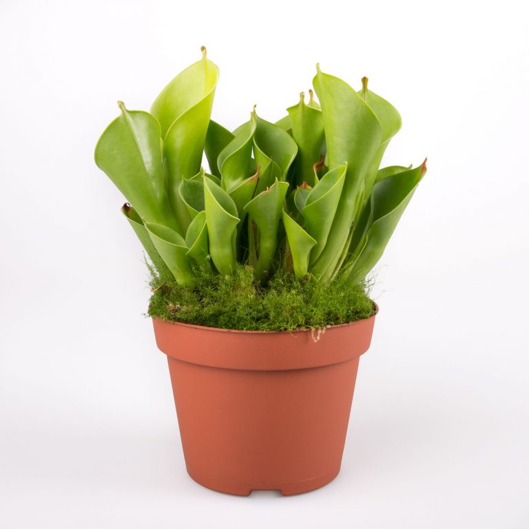 Care – Carni Flora