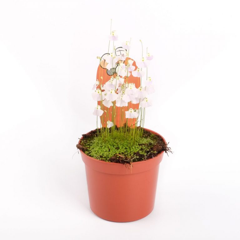 Utricularia Livida – Carni Flora