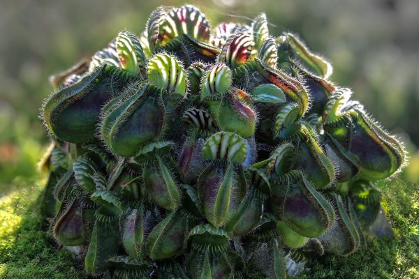 Assortment – Carni Flora