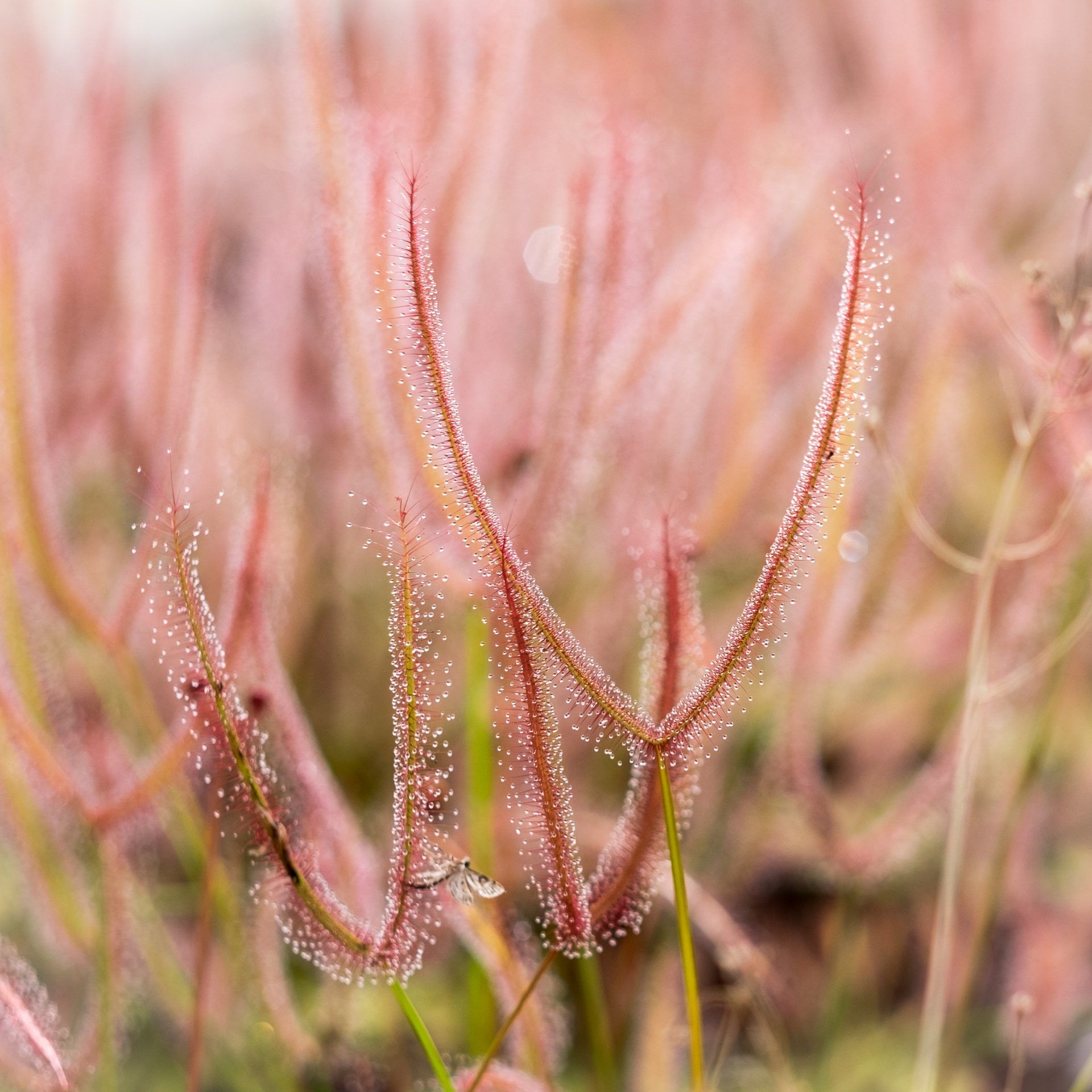 Assortment – Carni Flora