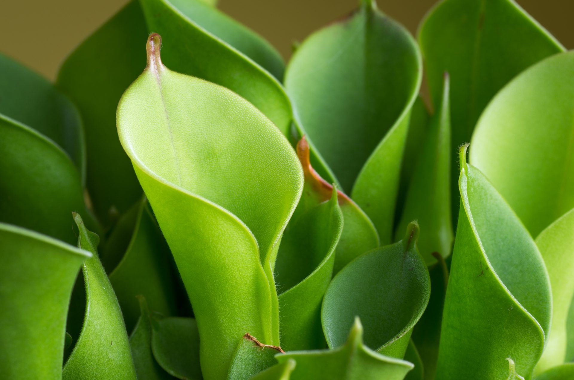 Assortment – Carni Flora