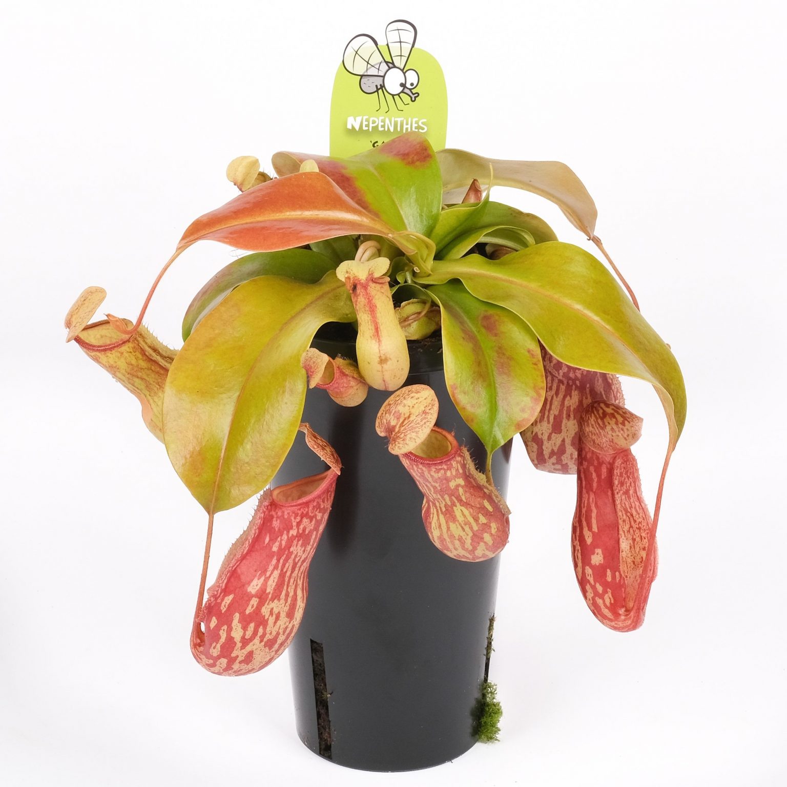 Nepenthes Gaya – Carni Flora