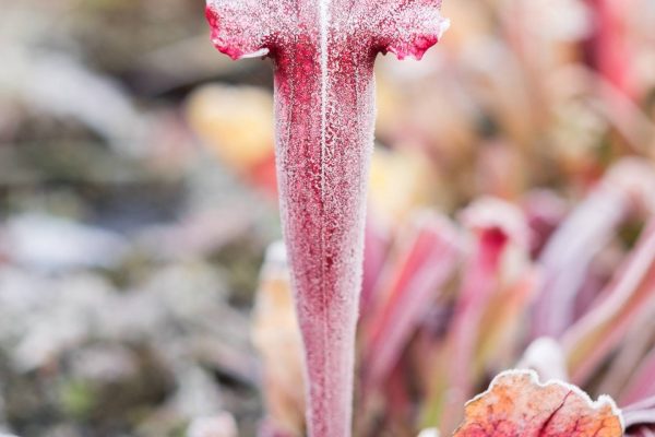 Assortment – Carni Flora