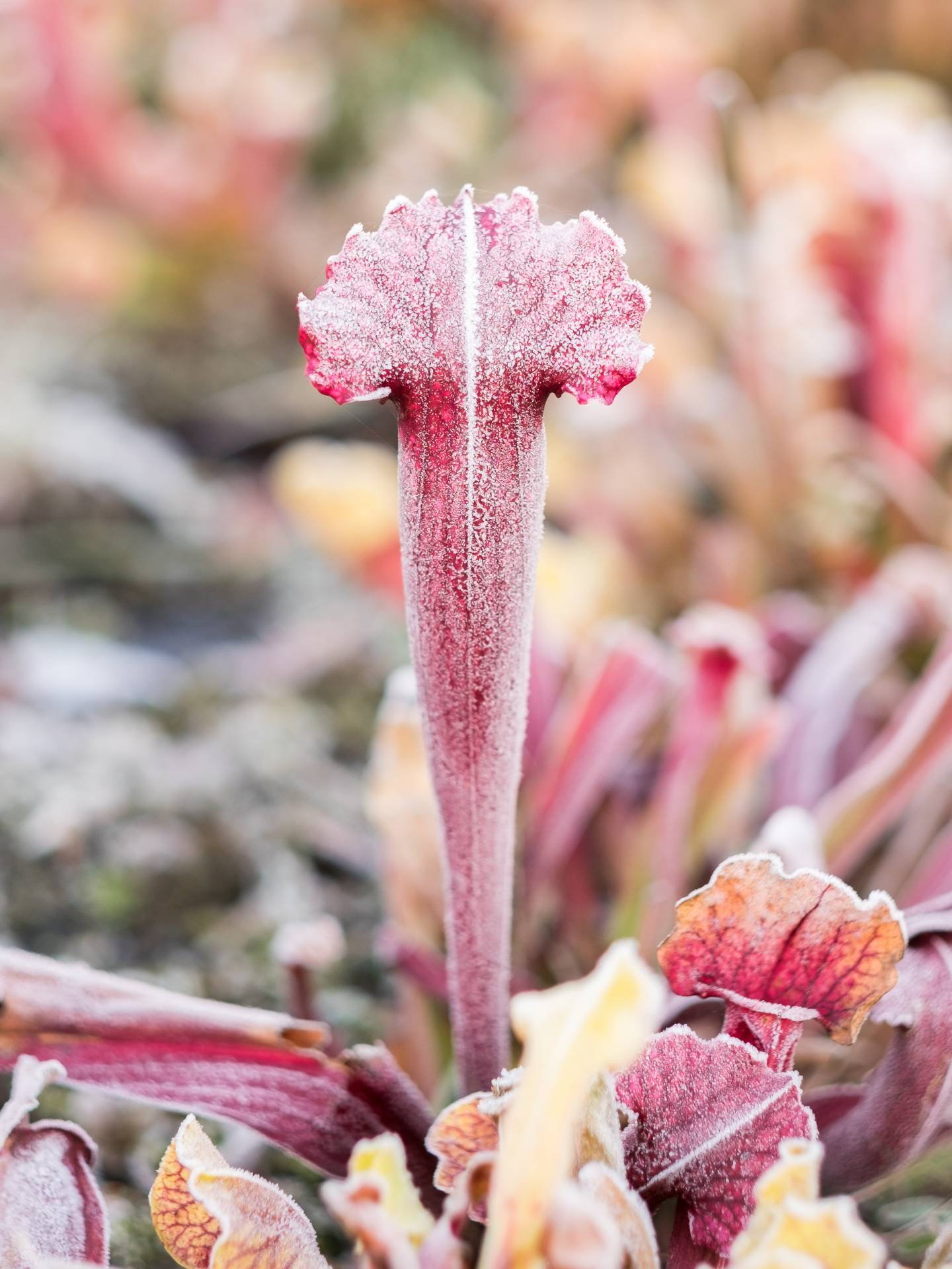 Assortment – Carni Flora